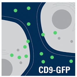 Exosome Cyto-Tracer, pCT-CD9-GFP | System Biosciences