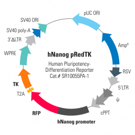 Human Nanog pRedTK Differentiation Reporter | System Biosciences