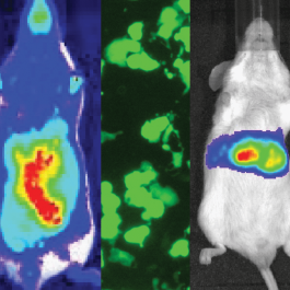 CMV-GFP-T2A-Luciferase Lentivector for In Vivo Imaging | System Biosciences