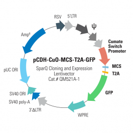 pCDH-CuO-MCS-T2A-GFP SparQ™ Cloning and Expression Lentivector | System ...