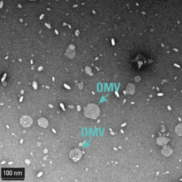 ExoBacteria™ OMV Isolation Kit (for E.coli and other gram-negative ...