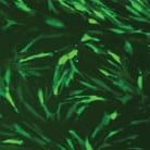 mRNAExpress™ mRNA Synthesis Kit | System Biosciences