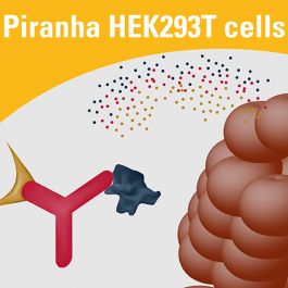 Piranha™ Targeted Protein Degradation HEK293T GFP/Puromycin Stable Cell ...