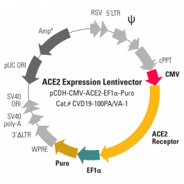 ACE2 Expression Lentivector | System Biosciences