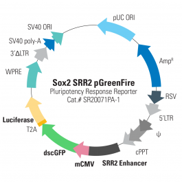 Sox2 SRR2 pGreenFire Response Reporter | System Biosciences