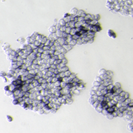 Purple-Color AP Staining Kit | System Biosciences