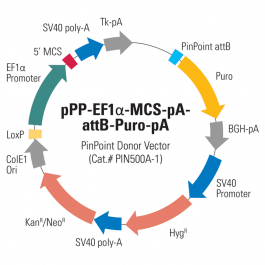 EF1α PinPoint Donor Vector (pPP-EF1α-MCS-pA-attB-Puro-pA) | System ...