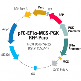 pFC-EF1α-MCS-pA-PGK-RFP-T2A-Puro PhiC31 Donor Vector | System Biosciences