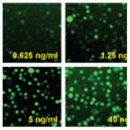NF-κB/Jurkat/GFP™ Transcriptional Reporter Cell Line | System Biosciences