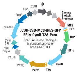 pCDH-CuO-MCS-IRES-GFP-EF1α-CymR-T2A-Puro SparQ™ All-in-one Cloning and Expression Lentivector ...
