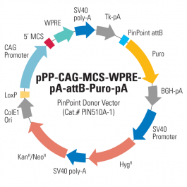 CAG PinPoint Donor Vector (pPP-CAG-MCS-WPRE-pA-attB-Puro-pA) | System ...