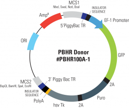 PiggyBac Gene Editing HR Targeting Vector (MCS1-5’PB TR-EF1α-GFP-T2A ...