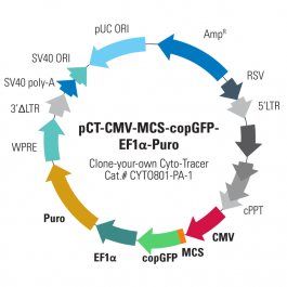 N-term Clone-your-own Cyto-Tracer™, pCT-CMV-MCS-GFP-EF1α-Puro | System ...