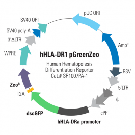 Human HLA-DRa pGreenZeo Differentiation Reporter | System Biosciences
