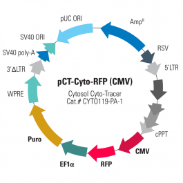 Cytosol Cyto-Tracer™, pCT-Cyto-RFP (CMV) | System Biosciences