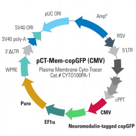 Plasma Membrane Cyto-Tracer™, pCT-Mem-GFP (CMV) | System Biosciences