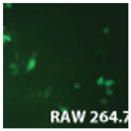 PEG-it Virus Precipitation Solution | System Biosciences