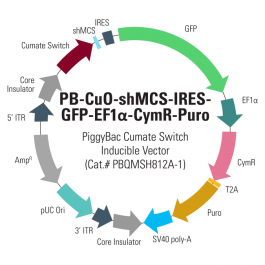 PB-Cuo-shMCS-IRES-GFP-EF1α-CymR-Puro Inducible shRNA Cloning and ...