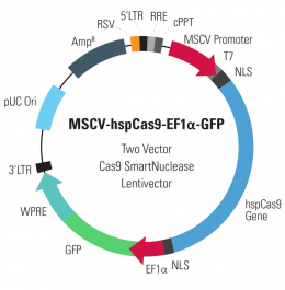 MSCV-hspCas9-EF1α-GFP Two Vector Cas9 SmartNuclease™ Lentivector ...