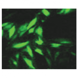 pSIF1-H1-siLuc-copGFP Positive Transduction Control | System Biosciences