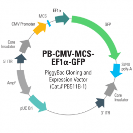 PB-CMV-MCS-EF1α-GFP PiggyBac cDNA Cloning and Expression Vector ...