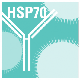 Anti-HSP70 Antibody with Goat Anti-Rabbit HRP Secondary Antibody ...
