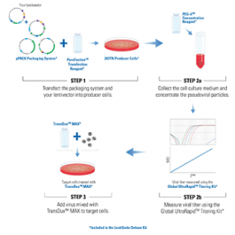 TransDux™ MAX Lentivirus Transduction Reagent | System Biosciences