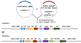 AAVS1 SparQ™ All-In-One Inducible System | System Biosciences