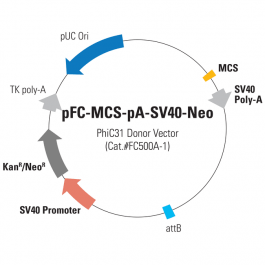 pFC-MCS-pA-SV40-Neo PhiC31 Donor Vector | System Biosciences