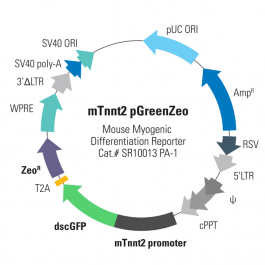 Mouse Tnnt2 pGreenZeo Differentiation Reporter | System Biosciences