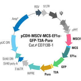 pCDH-MSCV-MCS-EF1α-GFP+Puro Cloning and Expression Lentivector | System ...