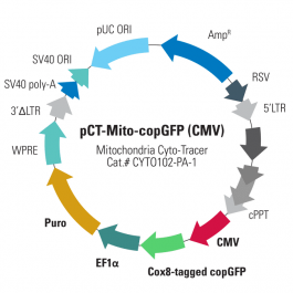 Mitochondria Cyto-Tracer™, pCT-Mito-GFP (CMV) | System Biosciences
