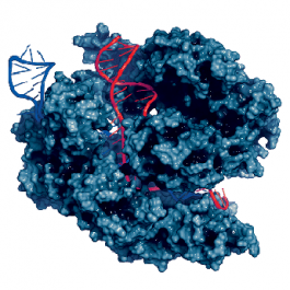 Purified Cas9 Protein (NLS-Cas9-NLS) | System Biosciences