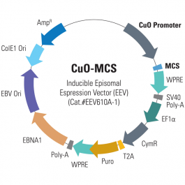 CuO-MCS Enhanced Episomal Vector (EEV) | System Biosciences