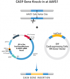 DIY Cas9-expressing Cells Complete Kit | System Biosciences