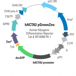 Human α-Actin2 (ACTA2) pGreenZeo Differentiation Reporter | System ...