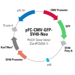 pFC-CMV-GFP-SV40-Neo Positive Control Donor Vector | System Biosciences