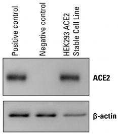 HEK293 ACE2 Stable Cell Line | System Biosciences