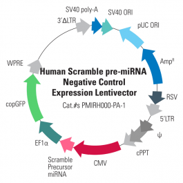 Human pre-miRNA Scramble Negative Control Expression Lentivector ...