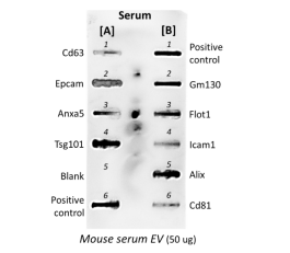 Mouse Exo-Check Exosomes Antibody Arrays | System Biosciences