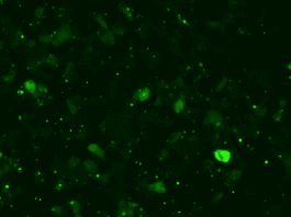 EGFP-labeled Cas9 Protein (NLS-Cas9-EGFP) | System Biosciences