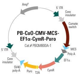 PB-CuO-CMV-MCS-EF1α-CymR-Puro Inducible cDNA Cloning and Expression ...