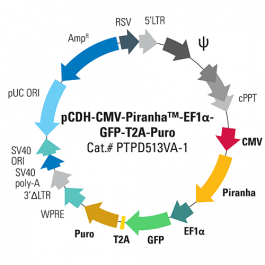 pCDH-CMV-Piranha™-EF1-GFP-T2A-Puro Pre-packaged Lentivirus | System Biosciences