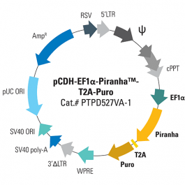 pCDH-EF1a-Piranha™-T2A-Puro Pre-packaged Lentivirus | System Biosciences