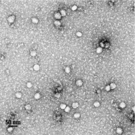 SmartSEC™ Mini EV Isolation System | System Biosciences
