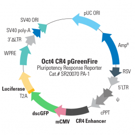 Oct4 CR4 pGreenFire Response Reporter | System Biosciences