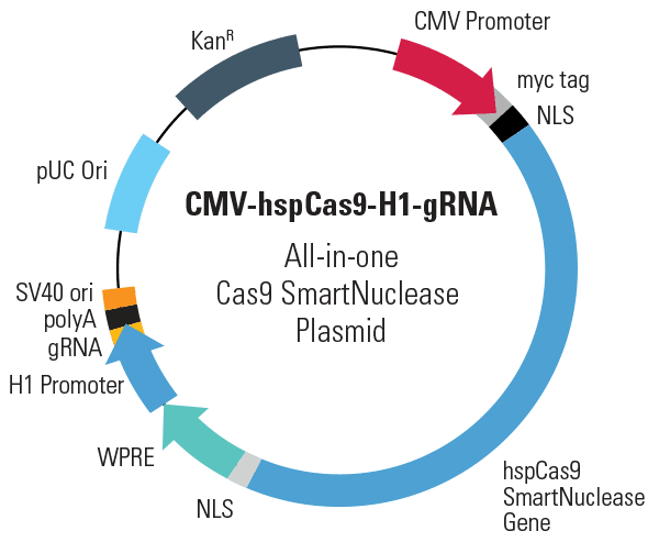 CMV-hspCas9-H1-gRNA All-in-one Cas9 SmartNuclease Plasmid (circular ... CMV-hspCas9-H1-gRNA All-in-one Cas9 SmartNuclease Plasmid (circular ...