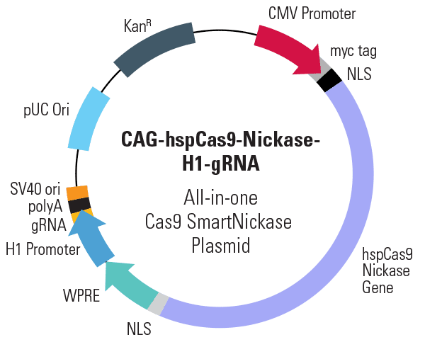 CMV-hspCas9-nickase-H1-gRNA All-in-one Cas9 SmartNickase Plasmid ... CMV-hspCas9-nickase-H1-gRNA All-in-one Cas9 SmartNickase Plasmid ...