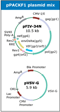 pPACKF1 FIV Lentivector Packaging Kit - System Biosciences