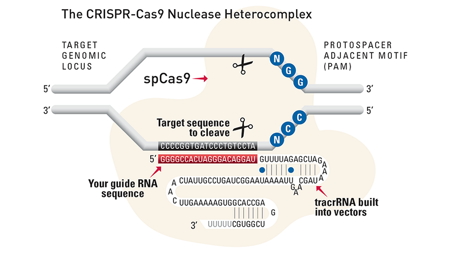 Have you seen our videos on using CRISPR/Cas9? | System Biosciences ...
